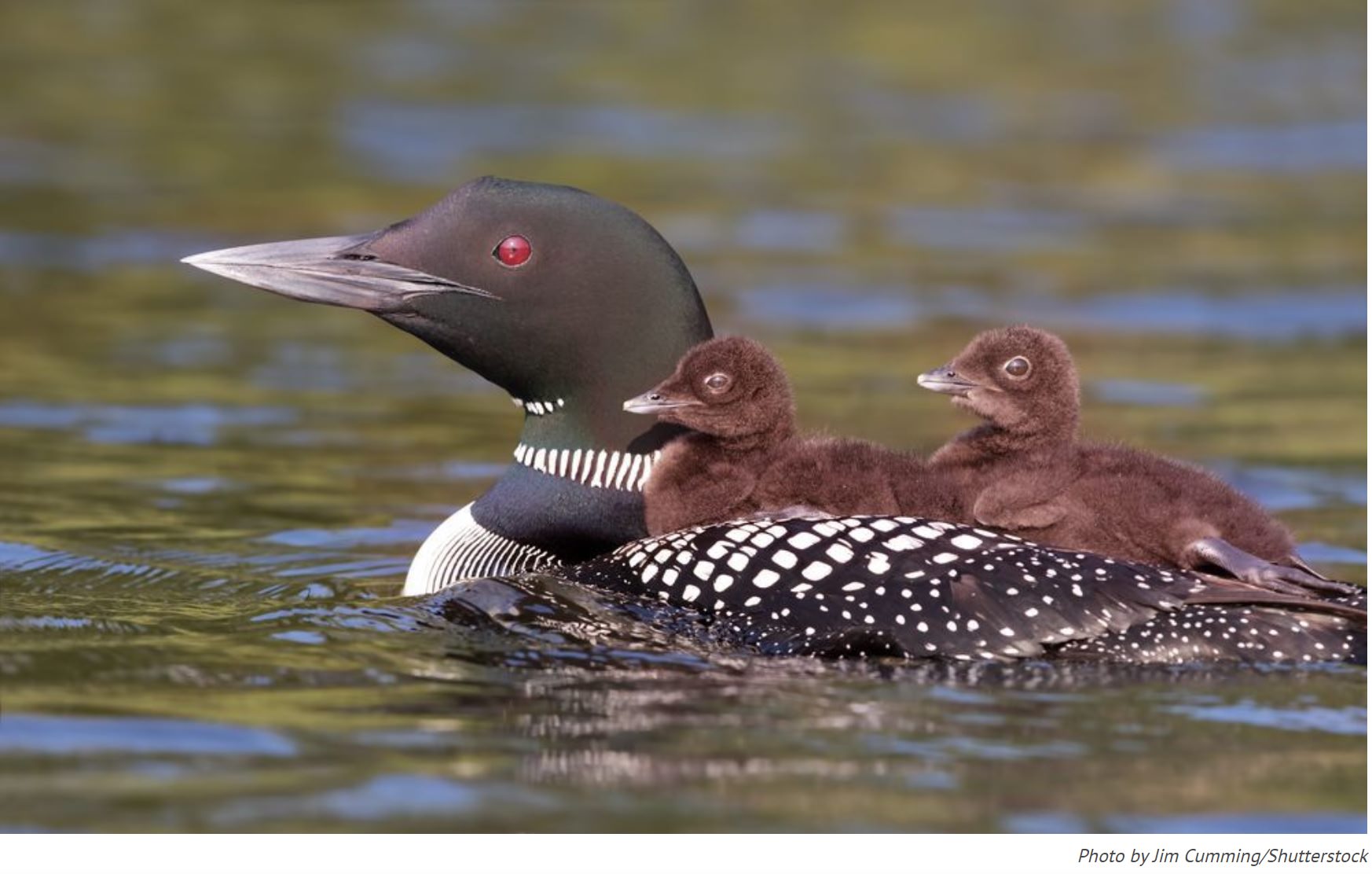 2 more Loon Chicks hatched in center Otter Lake! - Otter Lake ...