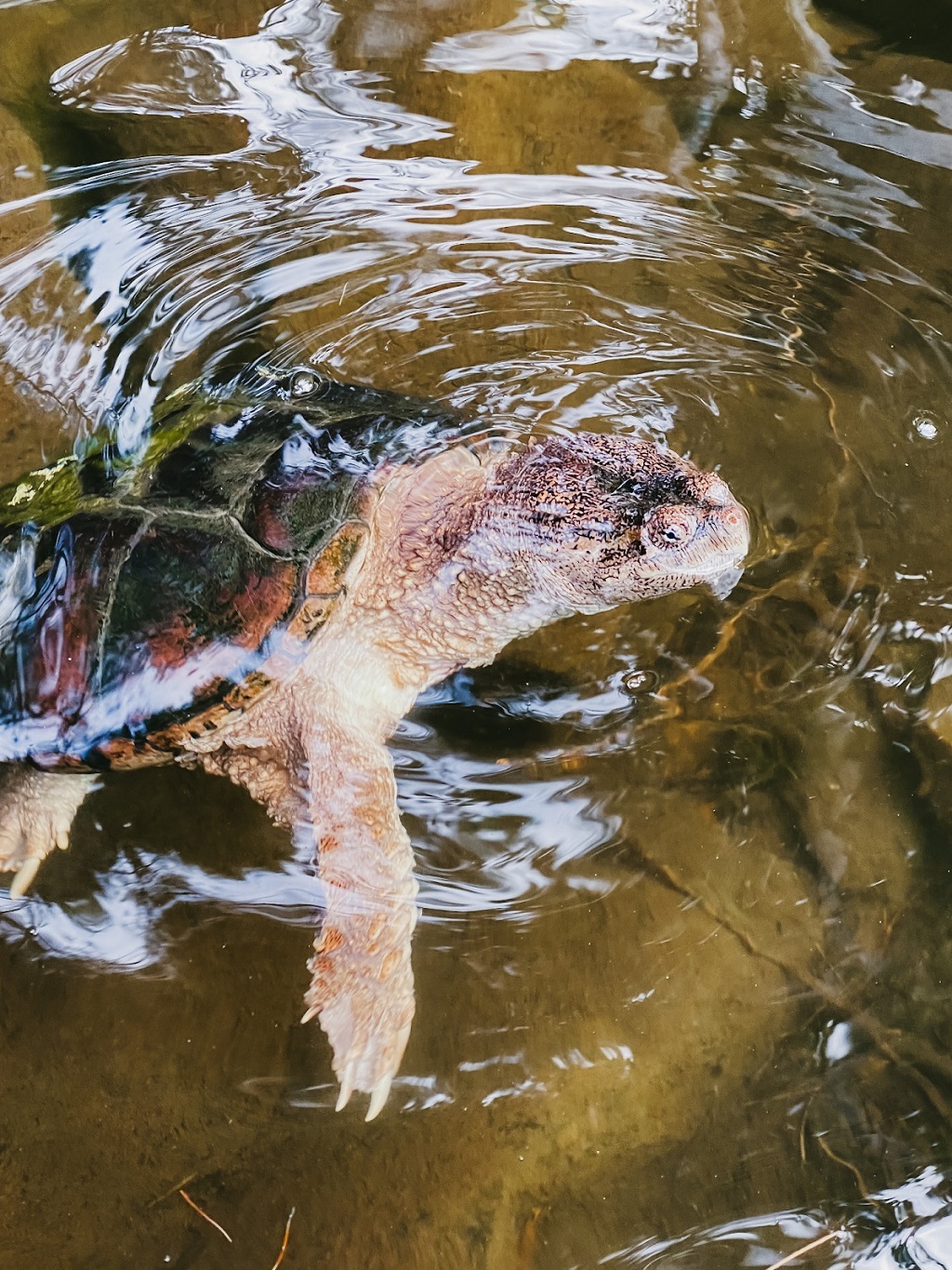 This handsome turtle is checking in to remind you to enter your photos ...
